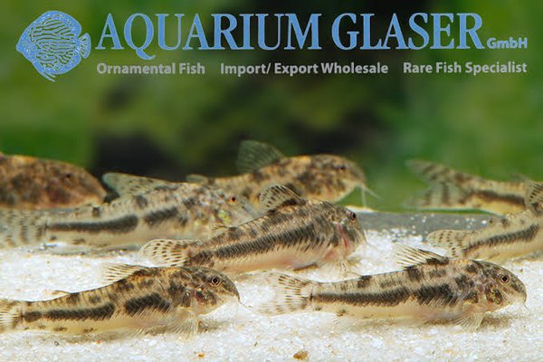 10 False Corydoras (Aspidoras raimundi) (Ended)
