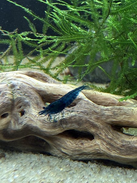 10 Blue Dream Neocaradina