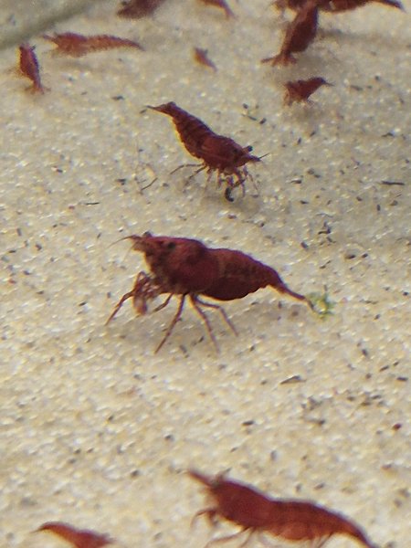 10 Fire Red Neocaridina