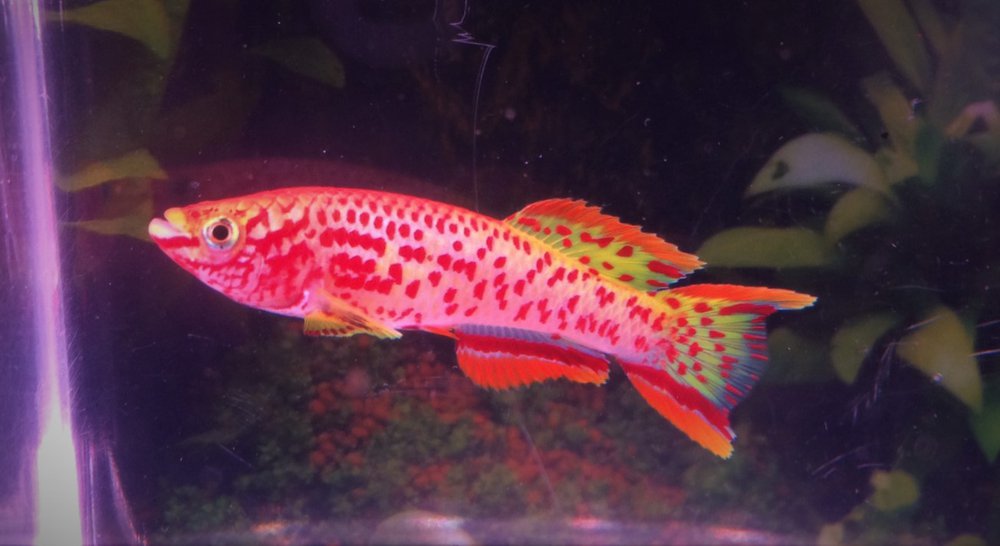 Gardneri Panchax Killifish Gold "Misage"