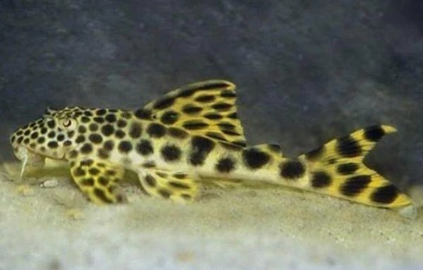 L-124 Para Pleco (Ended)