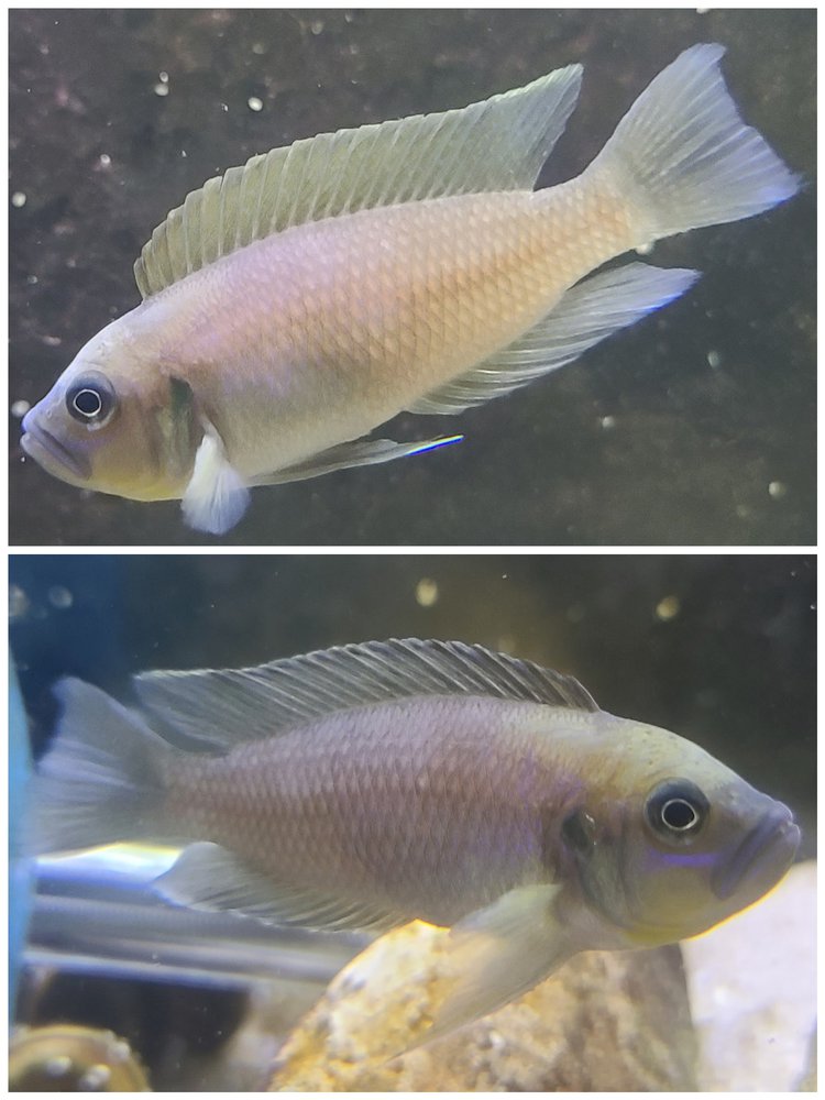 Neolamprologus calliurus