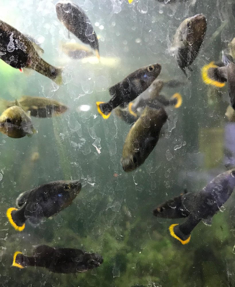 Zoogoneticus tequila