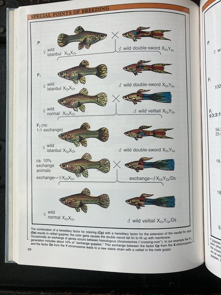Guppy Breeding and Genetics Book (Ended)