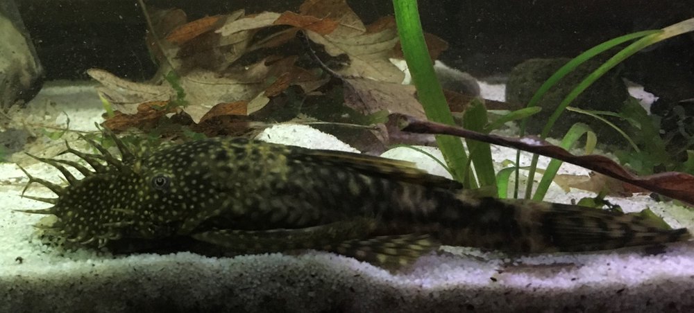 baby wild-type bristlenose pleco, haploi