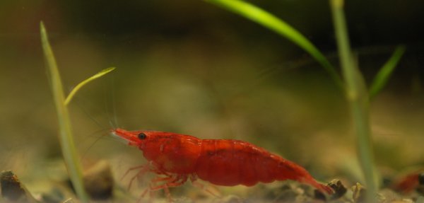 Painted Fire Red Shrimp